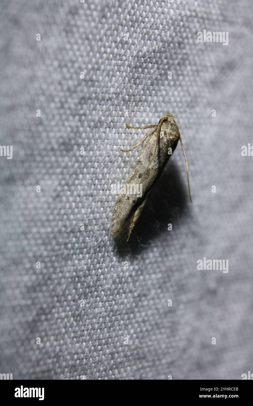 Acorn Moth (Blastobasis glandulella Stock Photo - Alamy