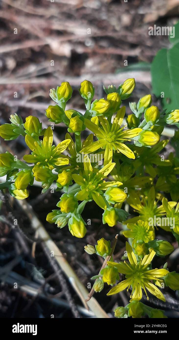Reflexed Stonecrop (Petrosedum rupestre Stock Photo - Alamy