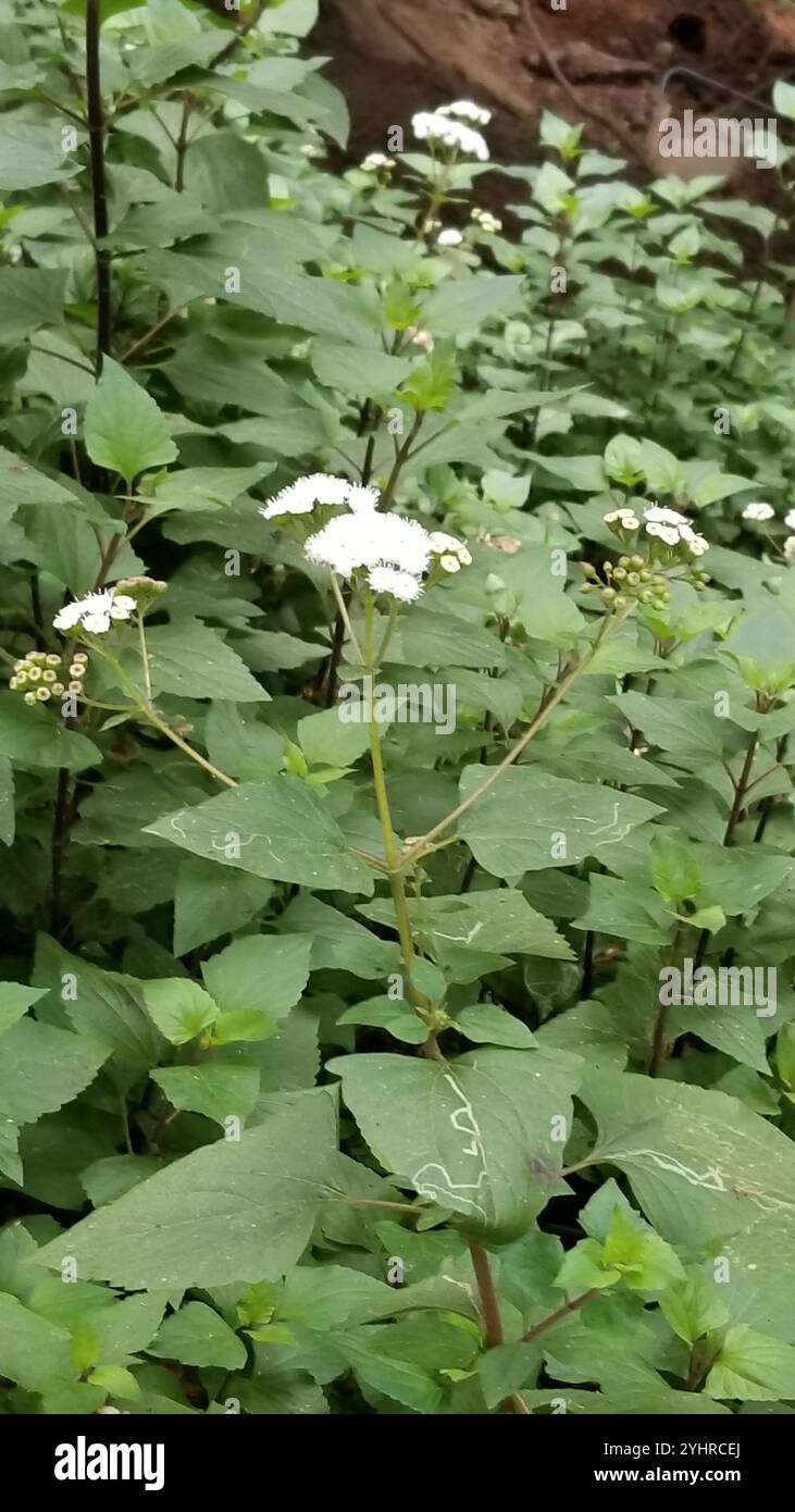 Crofton Weed (Ageratina adenophora Stock Photo - Alamy