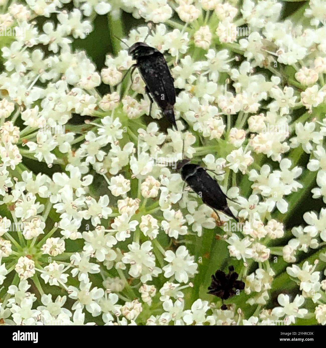 Tumbling Ragdoll (Mordella marginata Stock Photo - Alamy