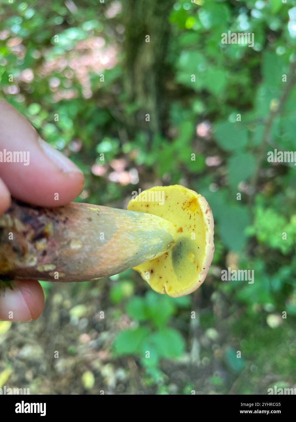 Bicolor bolete hi-res stock photography and images - Alamy