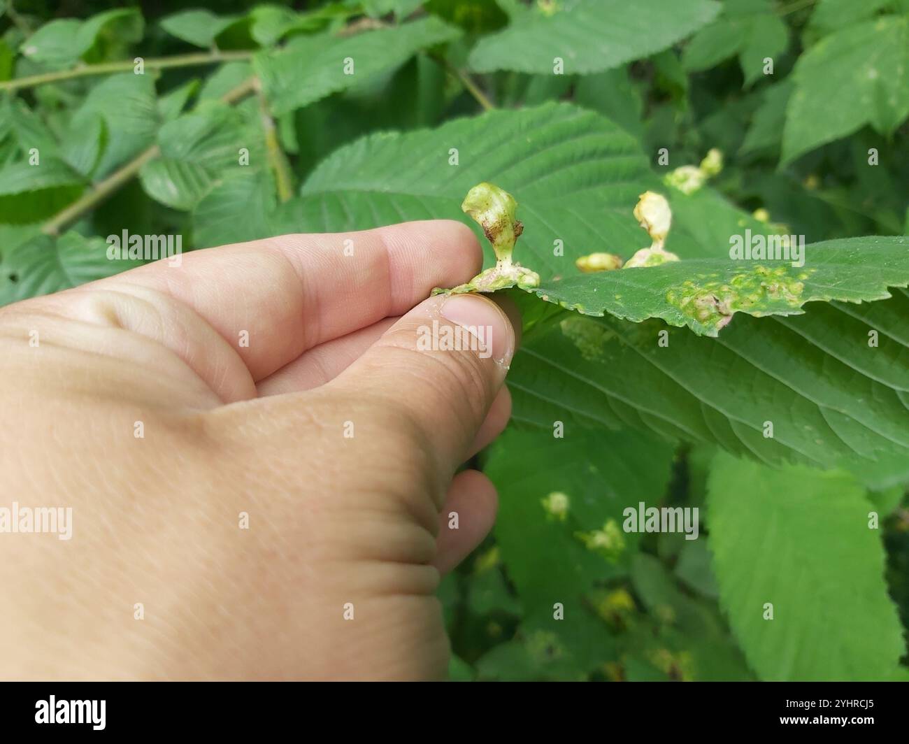 Tetraneura ulmi hi-res stock photography and images - Alamy
