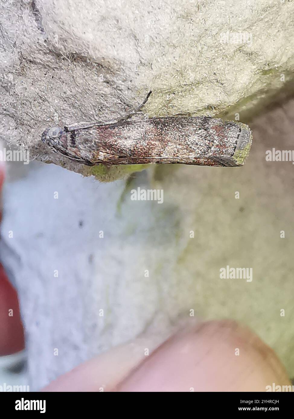 Dotted Oak Knot-horn (Phycita roborella Stock Photo - Alamy