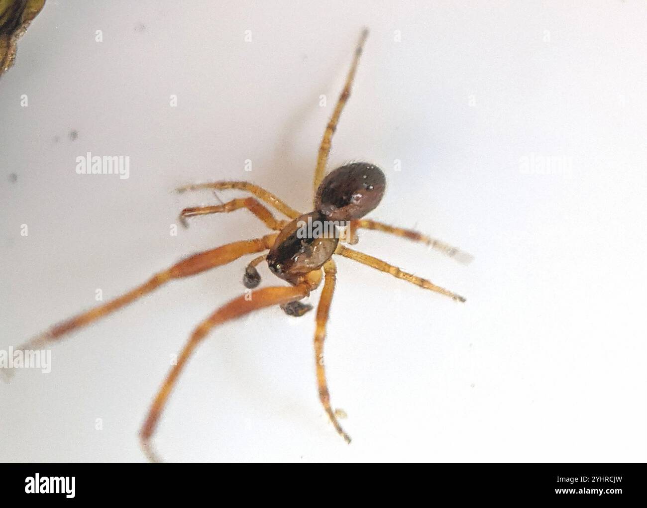 Anelosimus vittatus hi-res stock photography and images - Alamy