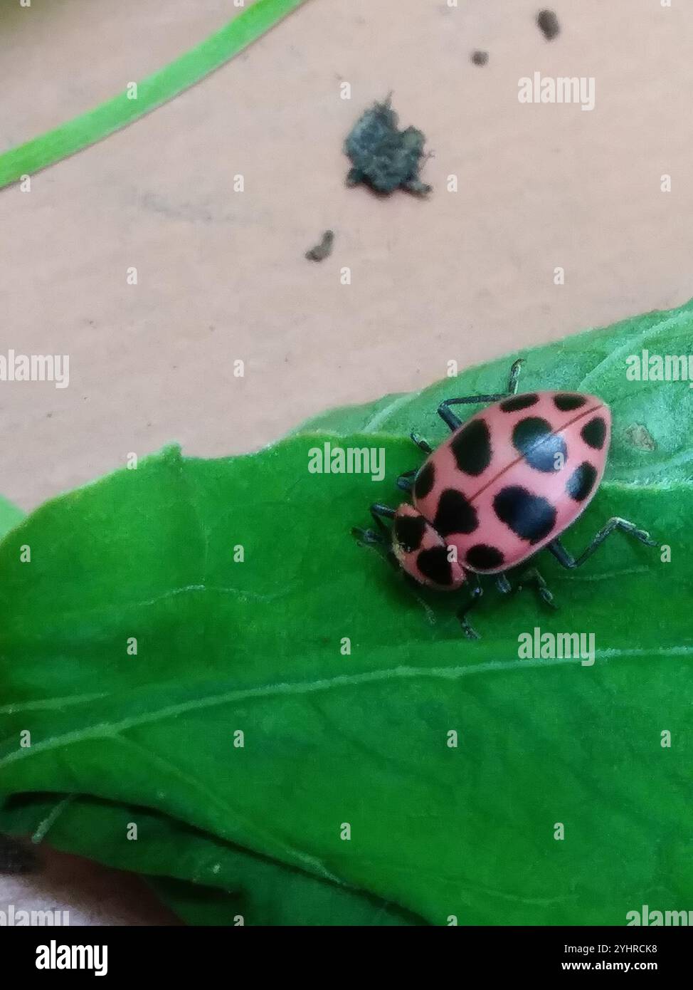 Spotted Pink Lady Beetle (Coleomegilla maculata Stock Photo - Alamy