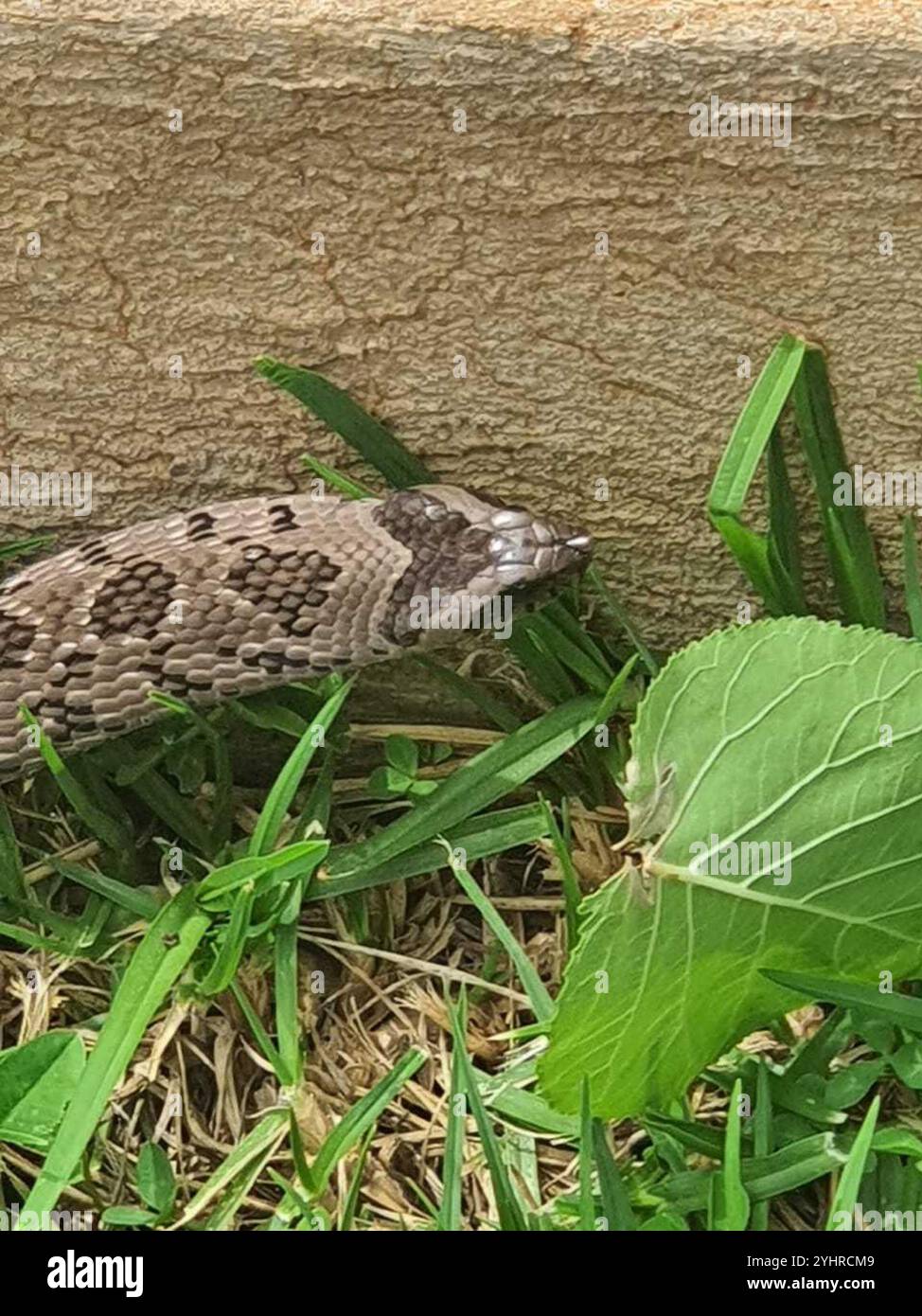 Snouted night adder hi-res stock photography and images - Alamy