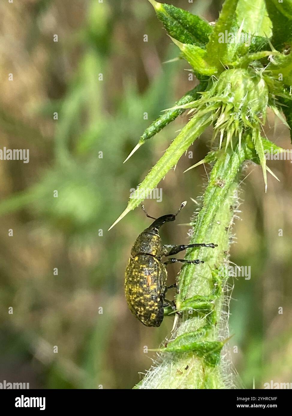 Larinus sturnus hi-res stock photography and images - Alamy