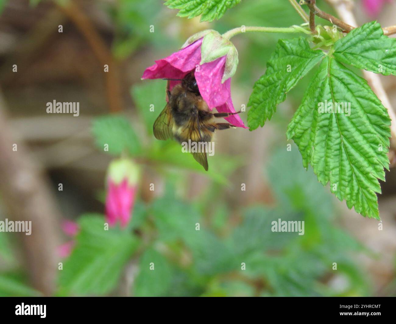 Sitka Bumble Bee (Bombus sitkensis Stock Photo - Alamy