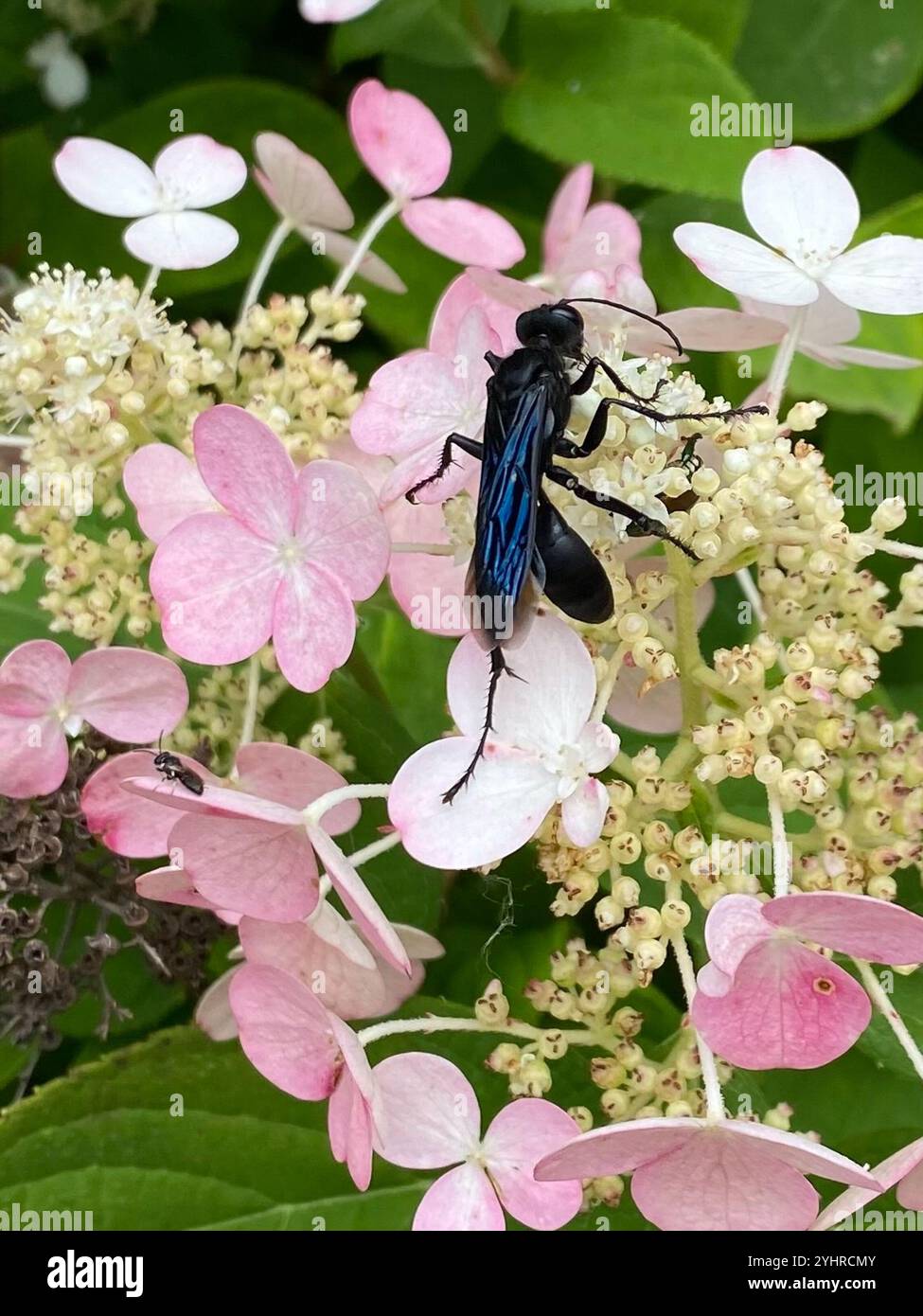 Great Black Digger Wasp (Sphex pensylvanicus Stock Photo - Alamy