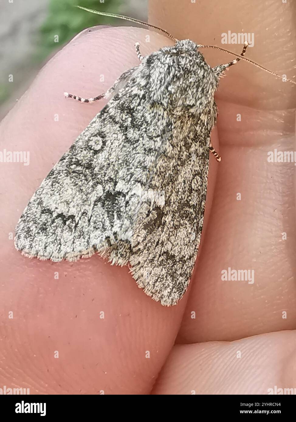 Poplar Grey (Acronicta megacephala Stock Photo - Alamy