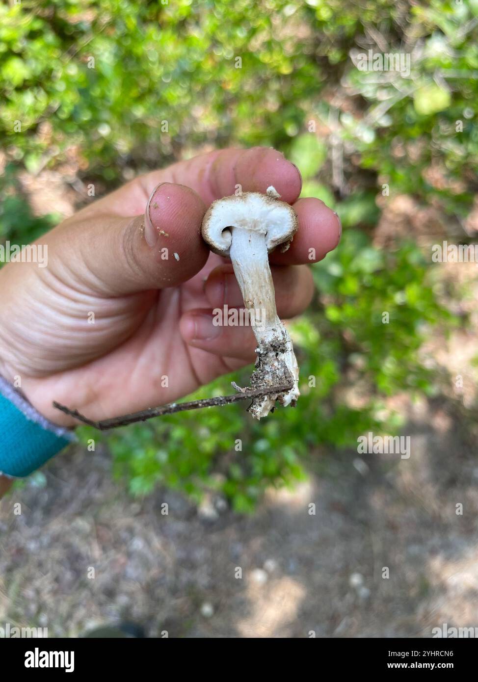 Powder Cap (Asterophora lycoperdoides Stock Photo - Alamy