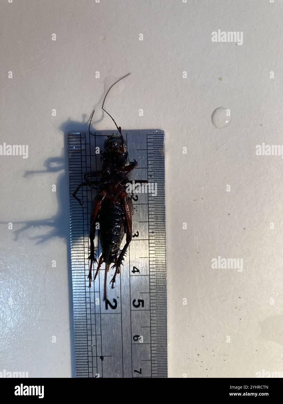 Black field cricket hi-res stock photography and images - Alamy