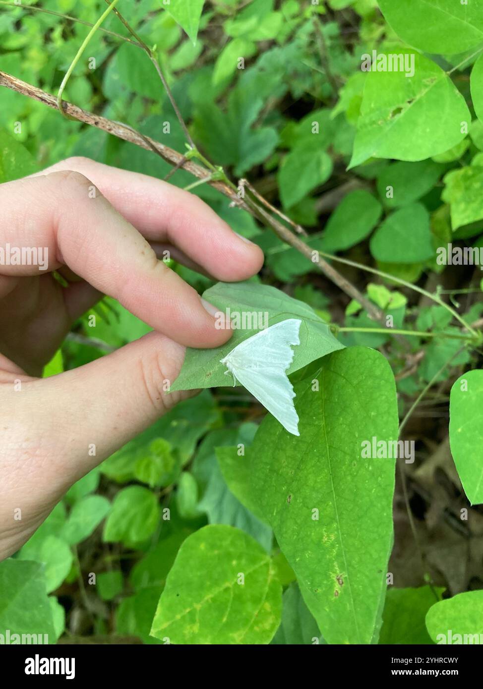 Ennomos subsignaria hi-res stock photography and images - Alamy