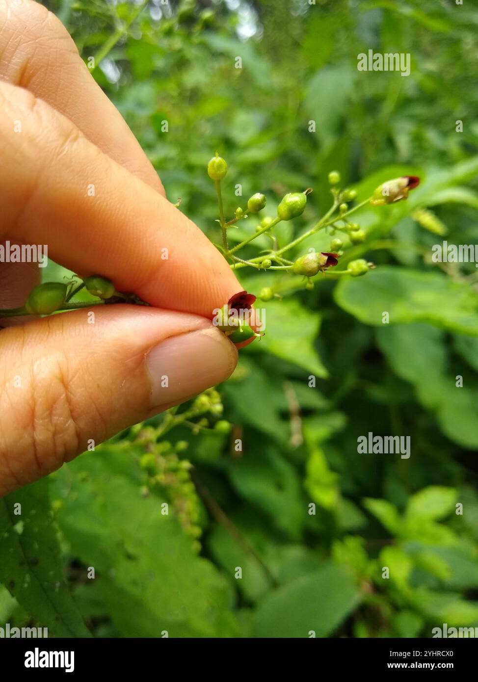 late figwort (Scrophularia marilandica Stock Photo - Alamy