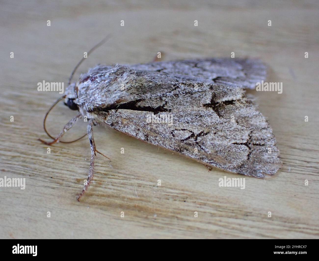 Dagger Moths (Acronicta Stock Photo - Alamy