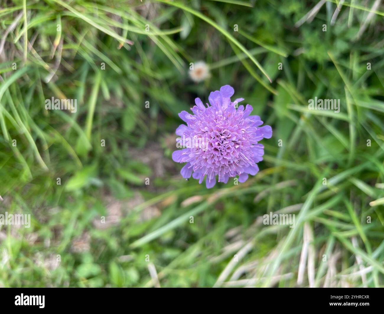 Shining Scabious (Scabiosa lucida Stock Photo - Alamy