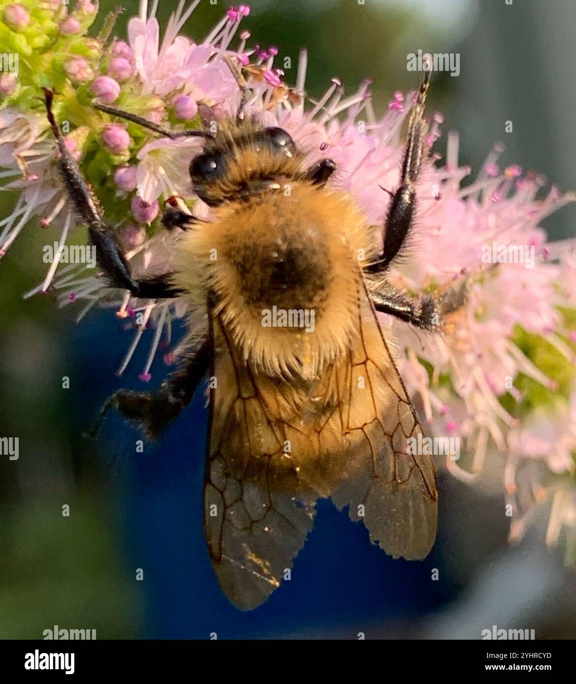 Two-spotted Bumble Bee (Bombus bimaculatus Stock Photo - Alamy