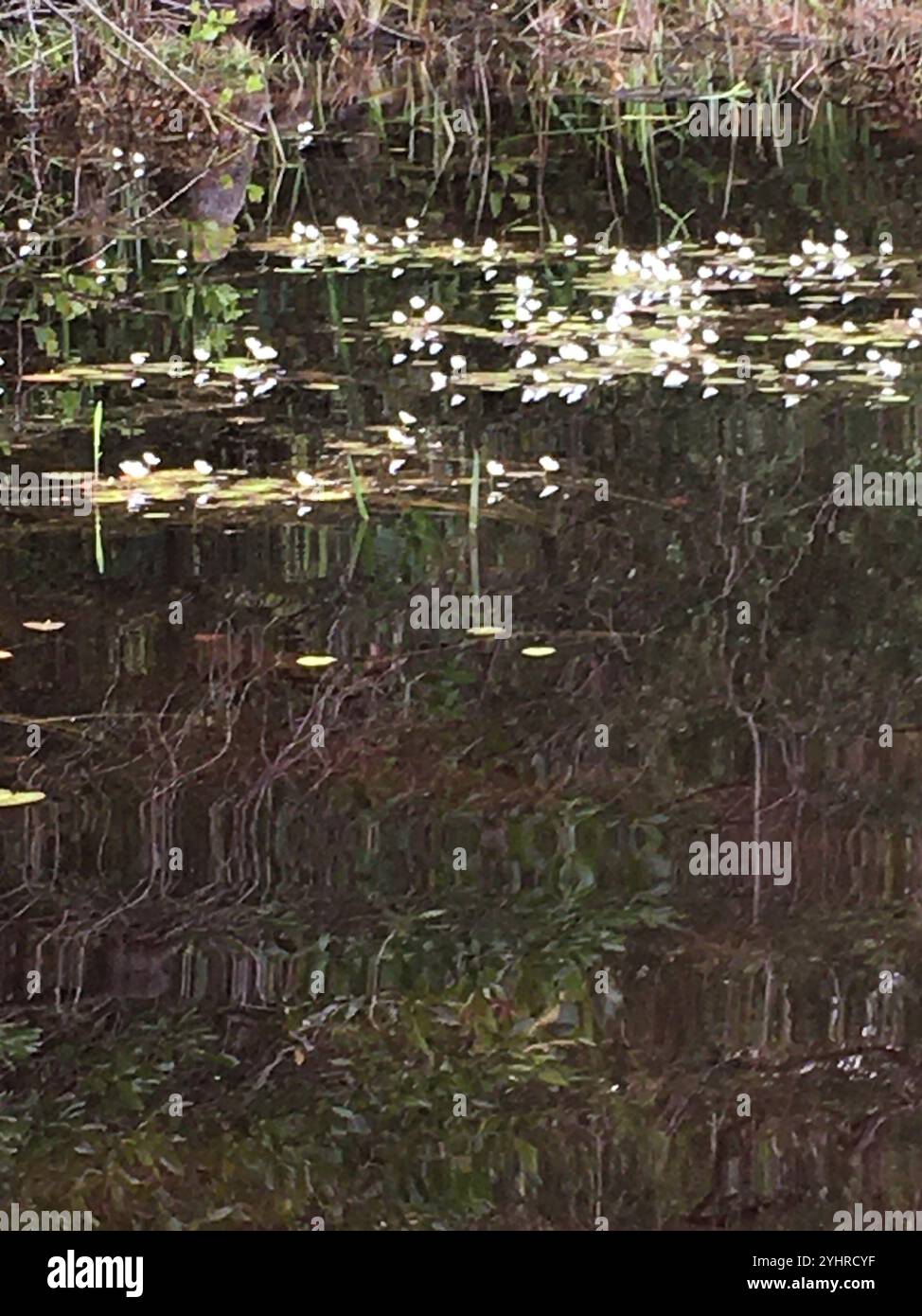 Fanwort caroliniana hi-res stock photography and images - Alamy