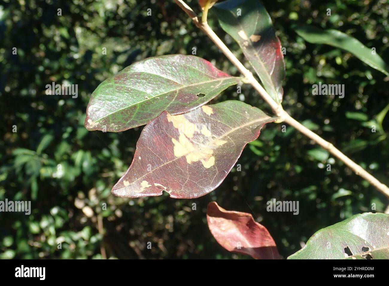 Kraussii hi-res stock photography and images - Alamy