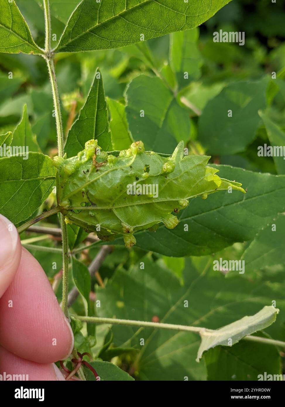 Grape Phylloxera (Daktulosphaira vitifoliae Stock Photo - Alamy