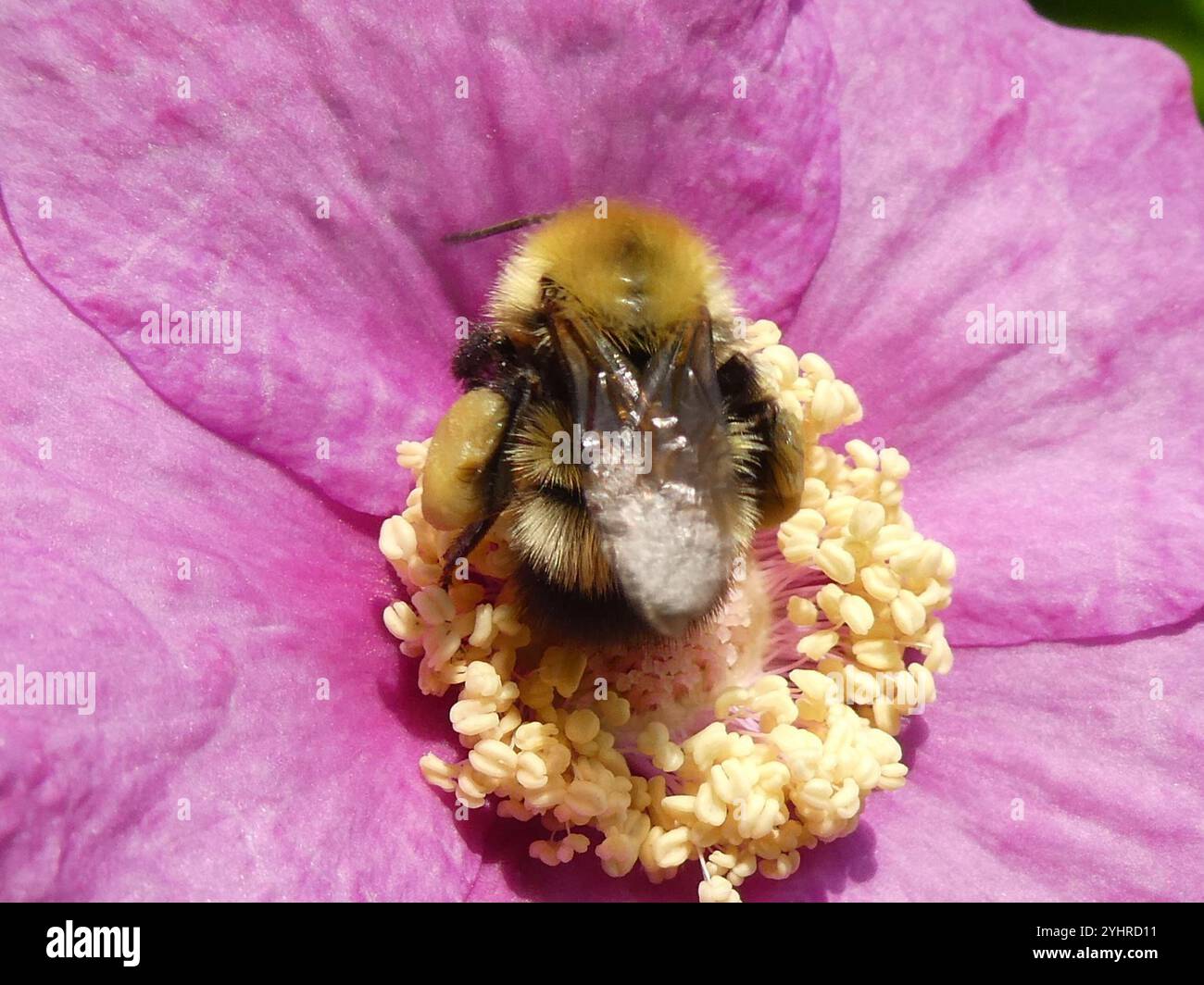 Perplexing Bumble Bee (Bombus perplexus Stock Photo - Alamy