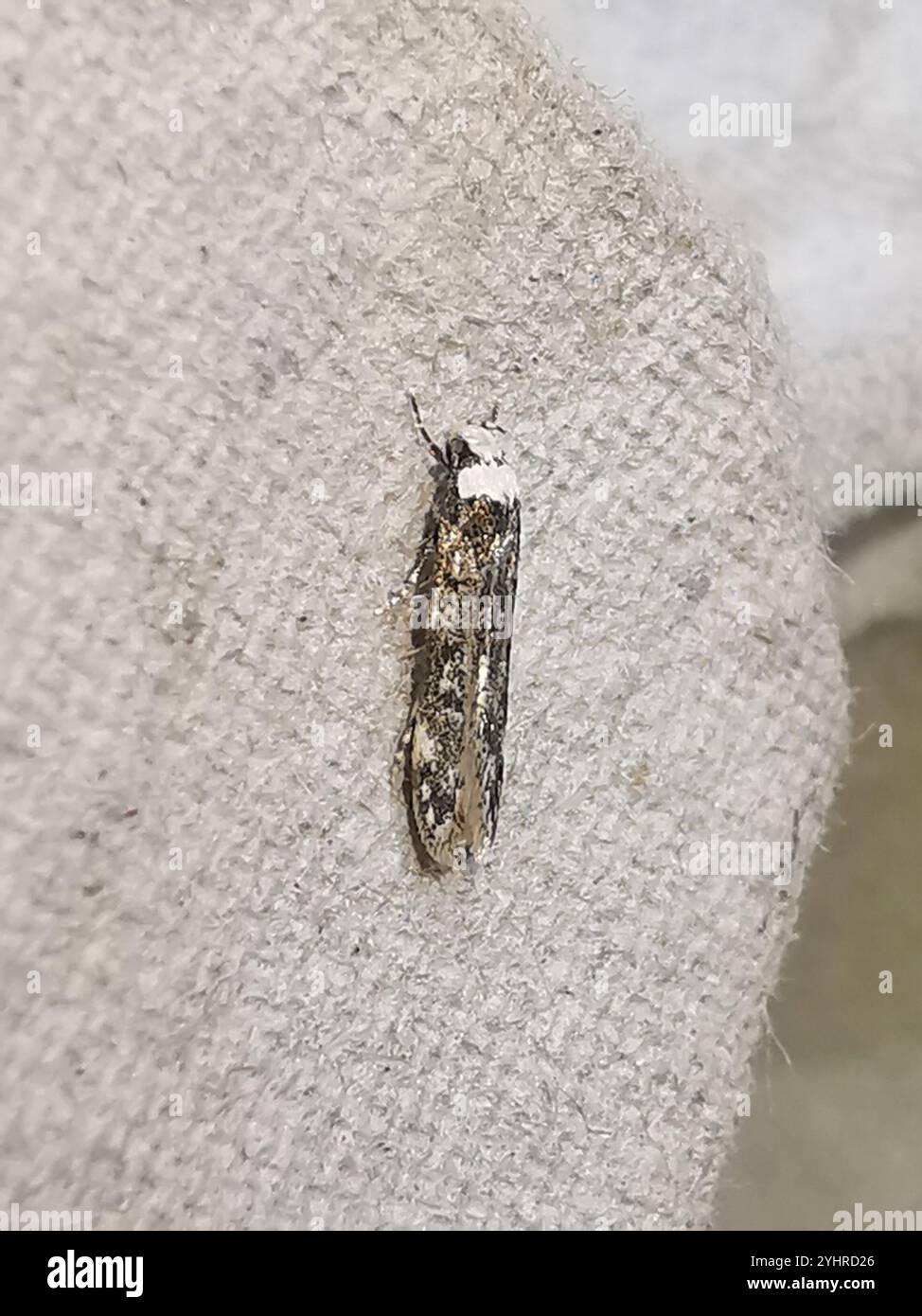 White shouldered moth hi-res stock photography and images - Alamy