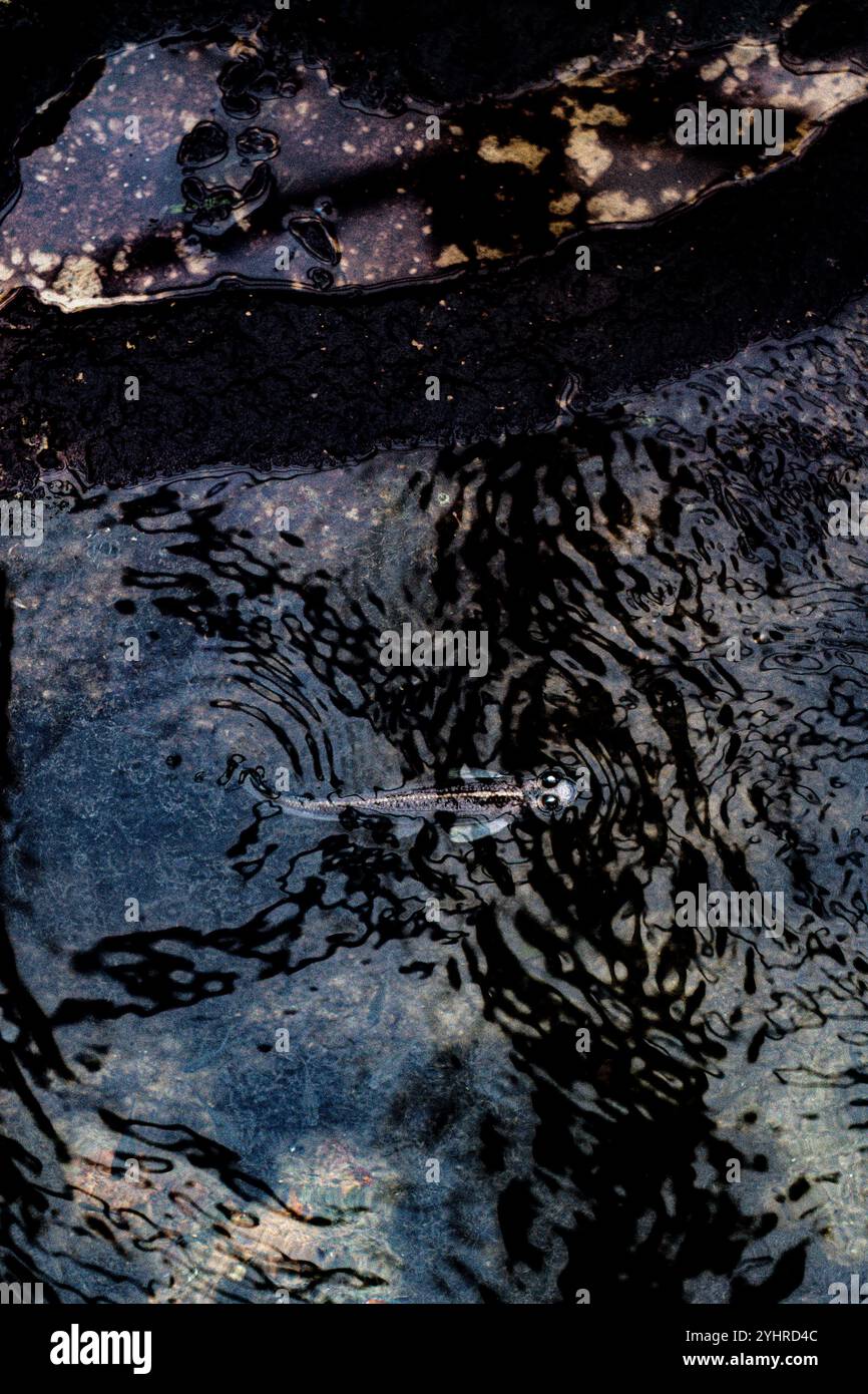 The strange appearance hi-res stock photography and images - Alamy