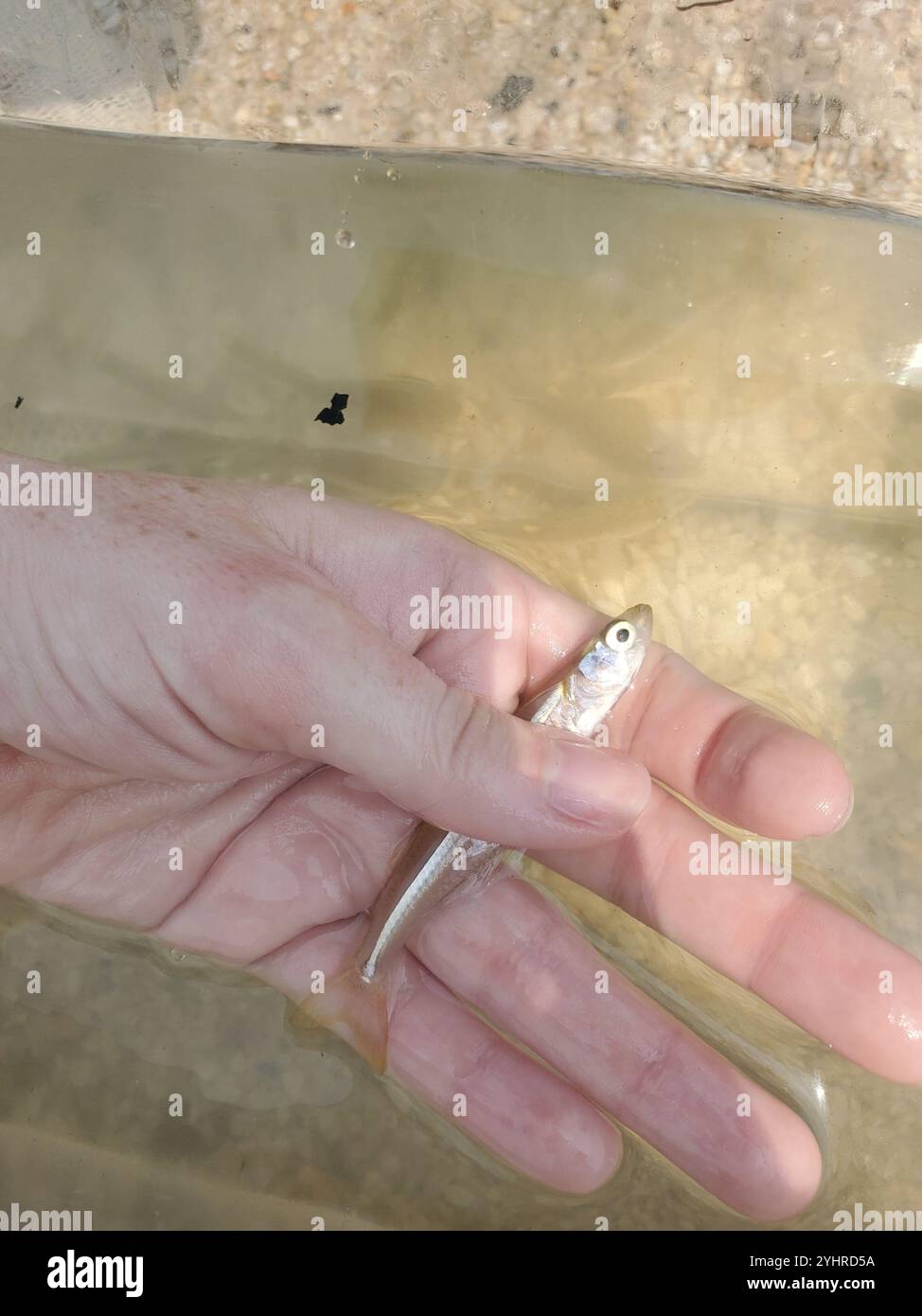 Atlantic silverside hi-res stock photography and images - Alamy