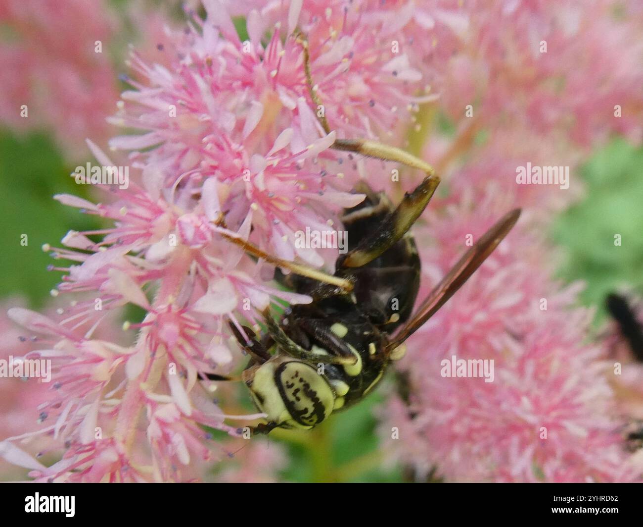 Bald-faced Hornet Fly (Spilomyia fusca Stock Photo - Alamy