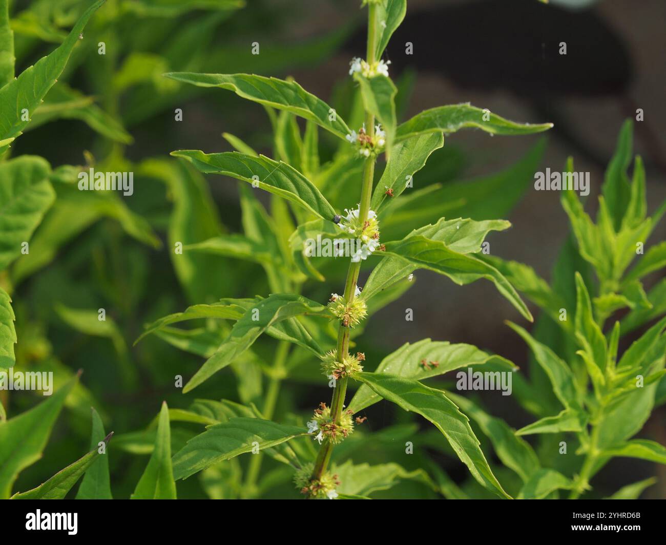 American bugleweed (Lycopus americanus Stock Photo - Alamy