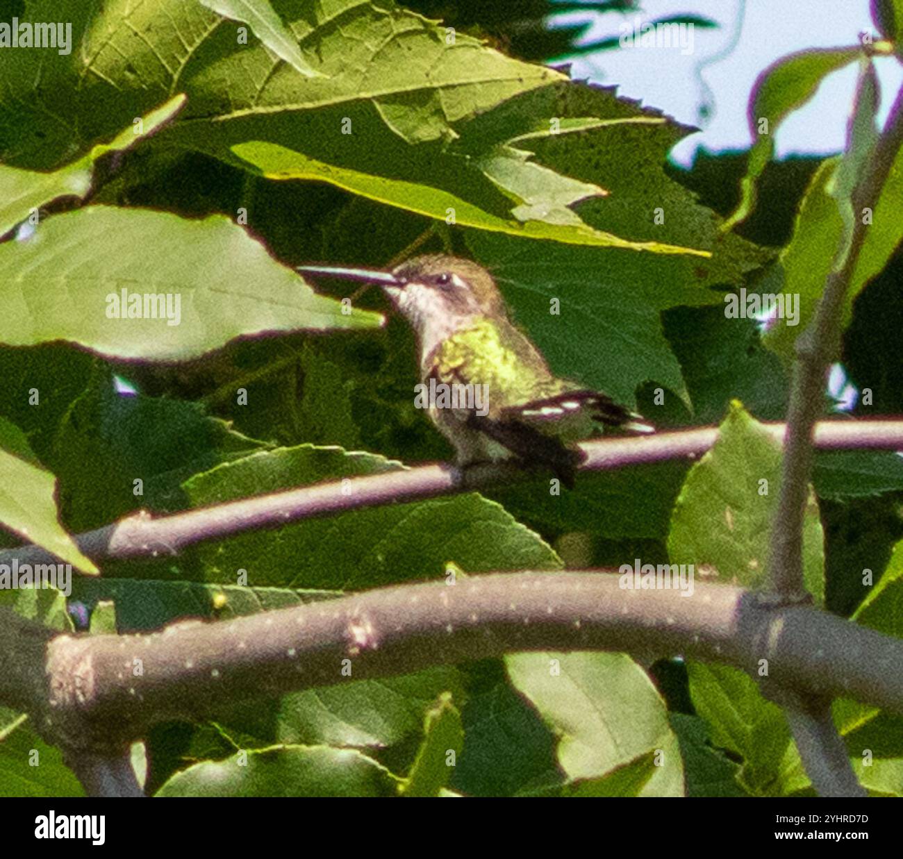 Ruby-throated Hummingbird (Archilochus colubris Stock Photo - Alamy