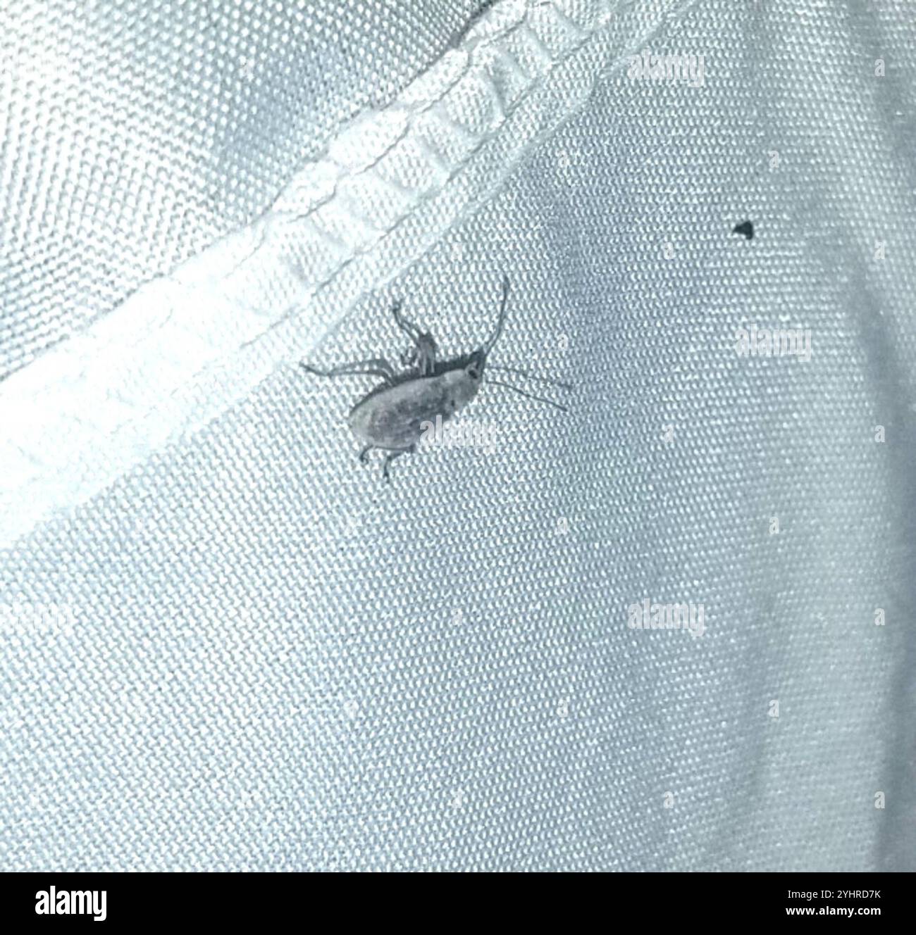 Asian oak weevil hi-res stock photography and images - Alamy