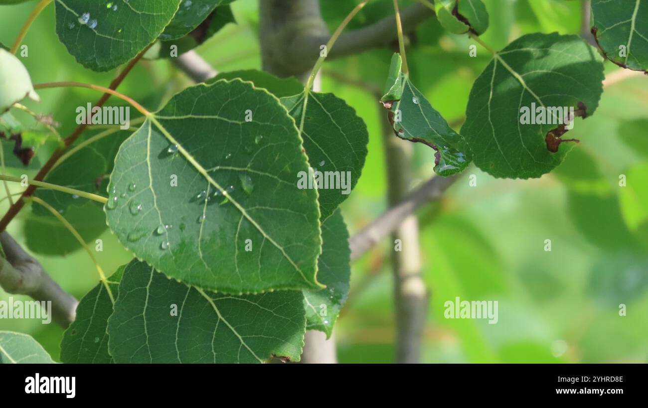 trembling aspen (Populus tremuloides Stock Photo - Alamy