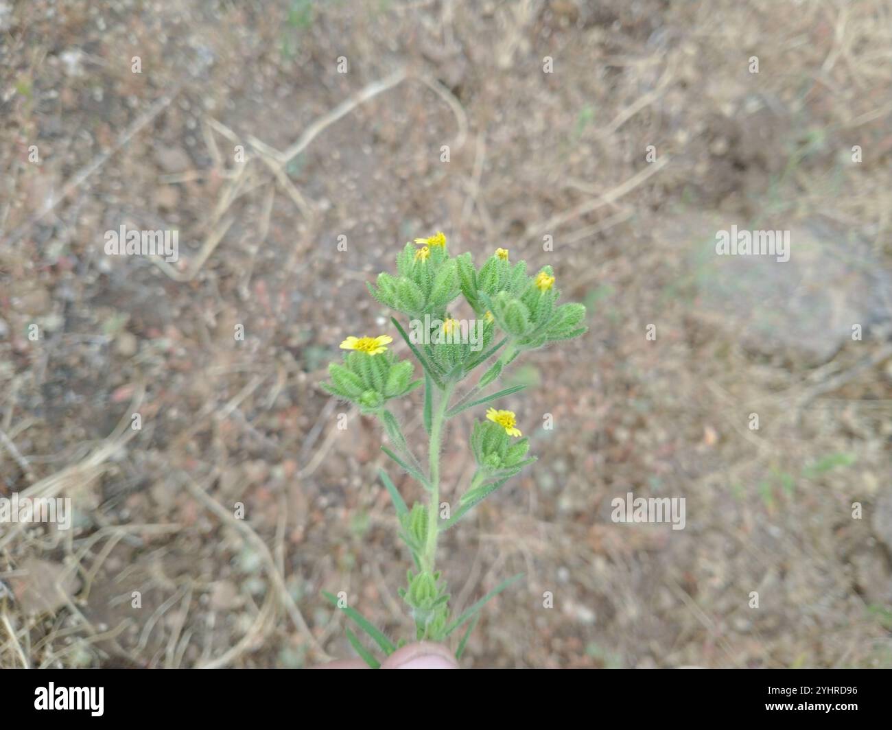 mountain tarweed (Madia glomerata Stock Photo - Alamy