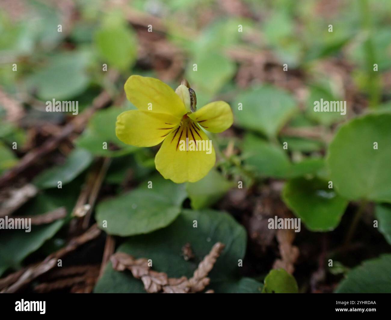 Redwood Violet (Viola sempervirens Stock Photo - Alamy