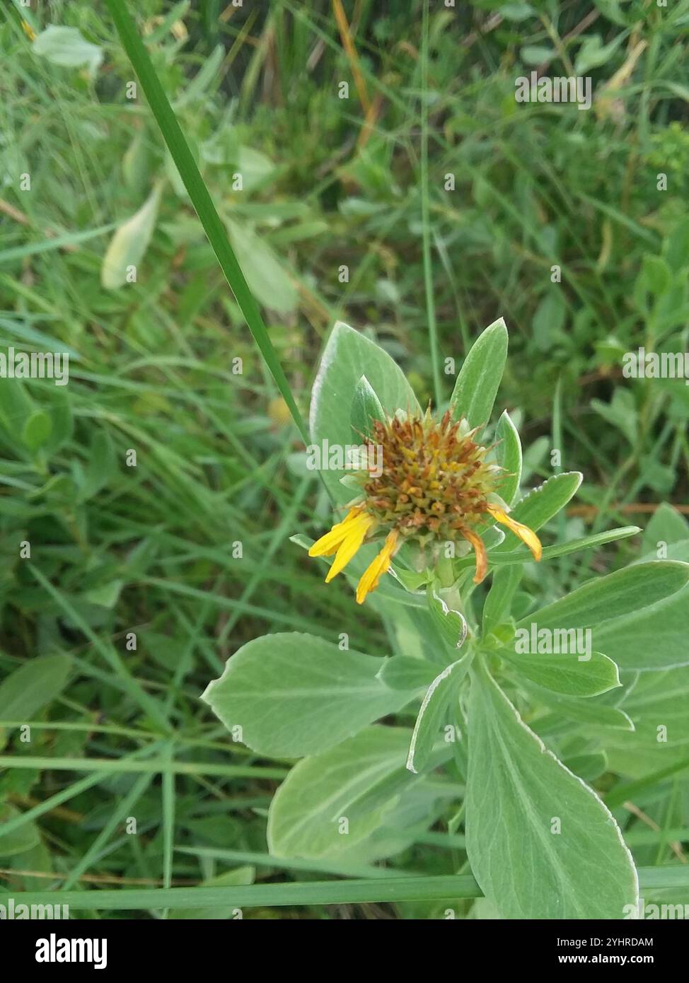 sea ox-eye (Borrichia frutescens Stock Photo - Alamy
