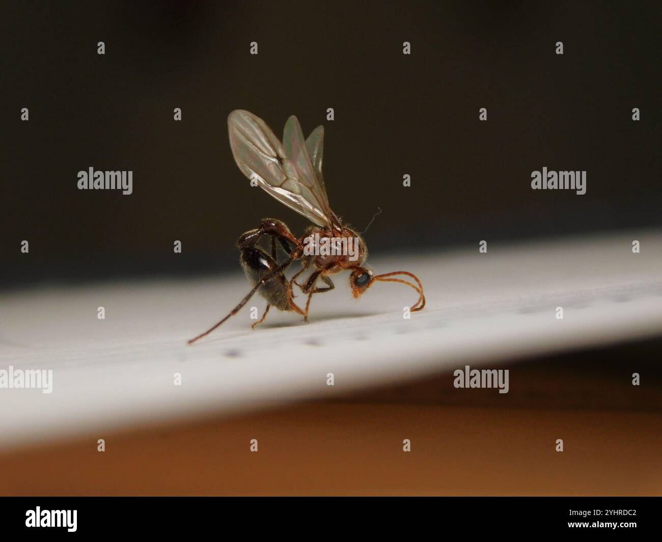 Droptail hi-res stock photography and images - Alamy