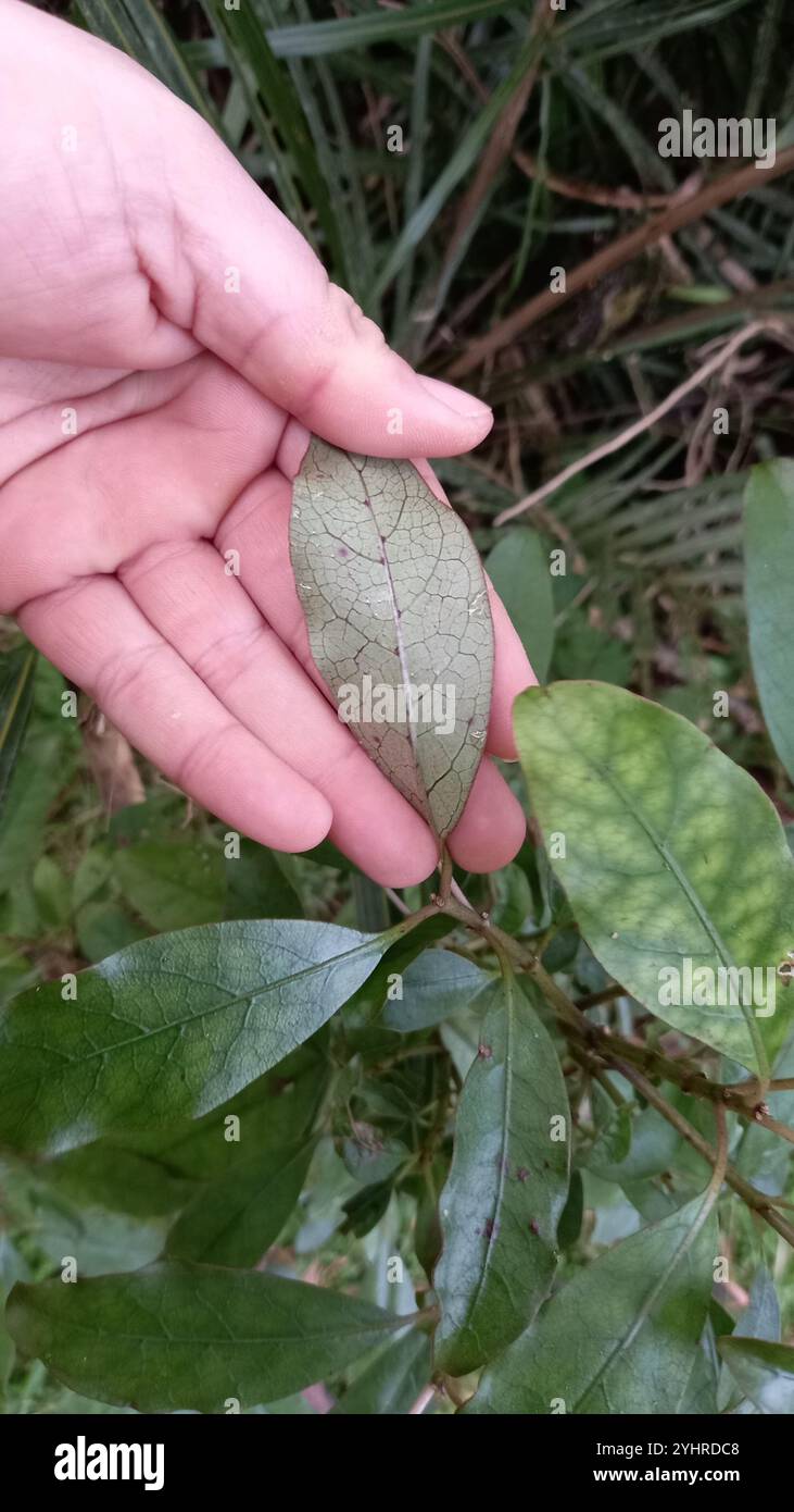 Kanono (Coprosma grandifolia Stock Photo - Alamy