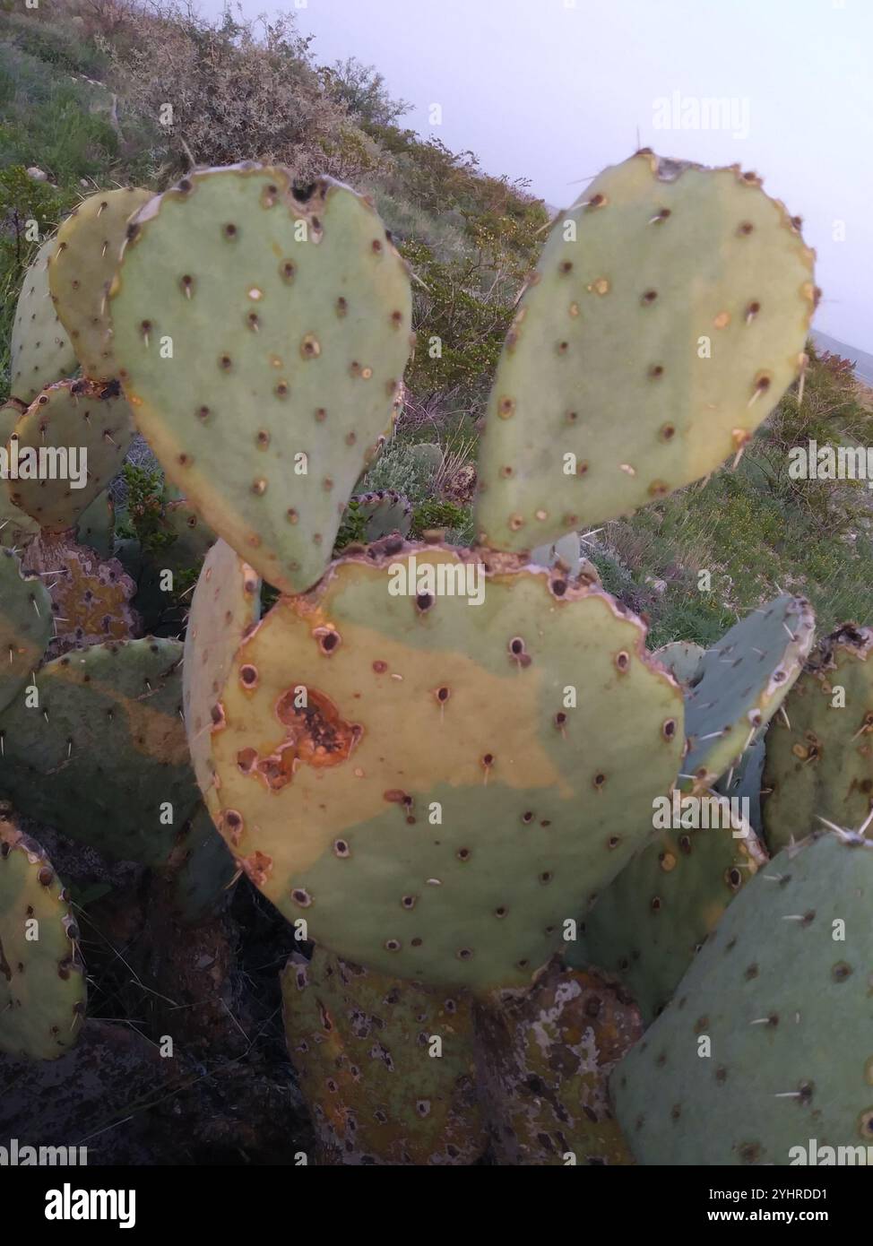 Western Pricklypear (Opuntia orbiculata Stock Photo - Alamy