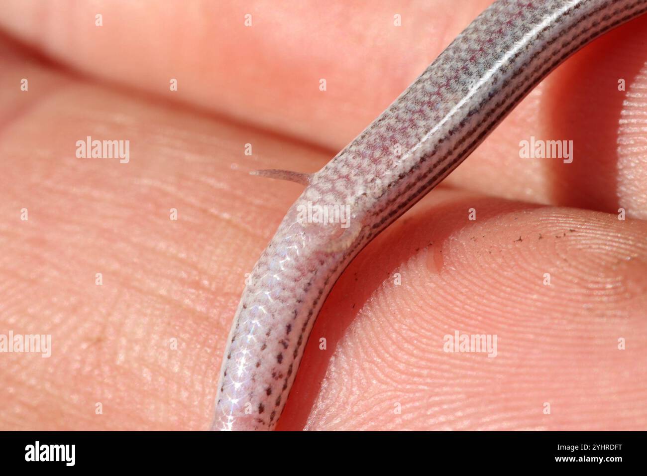 Dwarf burrowing skink hi-res stock photography and images - Alamy