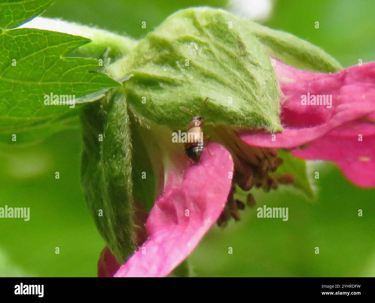 Cucujiform Beetles (Cucujiformia Stock Photo - Alamy
