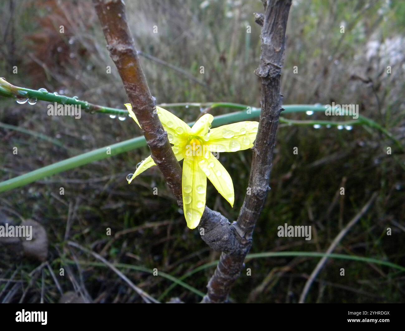 Cape Tulips (Moraea Stock Photo - Alamy