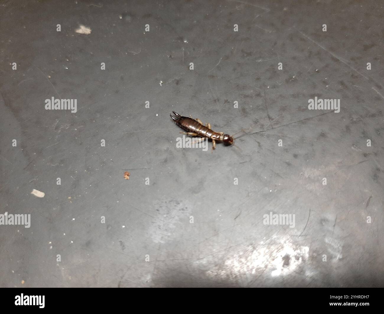 Euborellia annulipes hi-res stock photography and images - Alamy