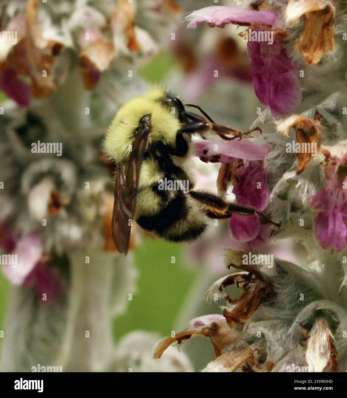 Two-spotted Bumble Bee (Bombus bimaculatus Stock Photo - Alamy