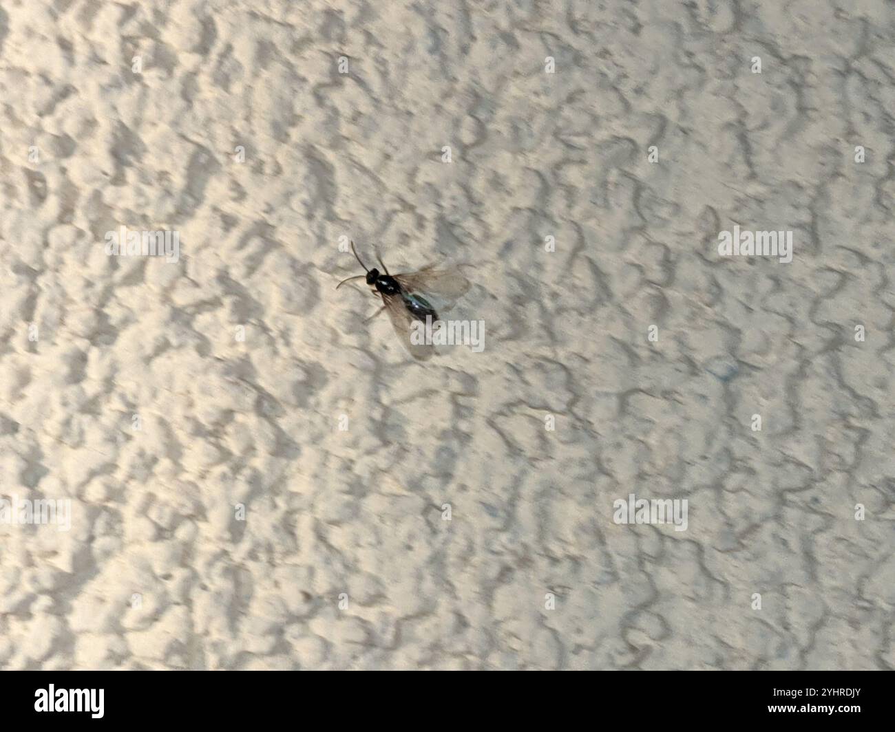 Ants, Bees, and Stinging Wasps (Aculeata Stock Photo - Alamy