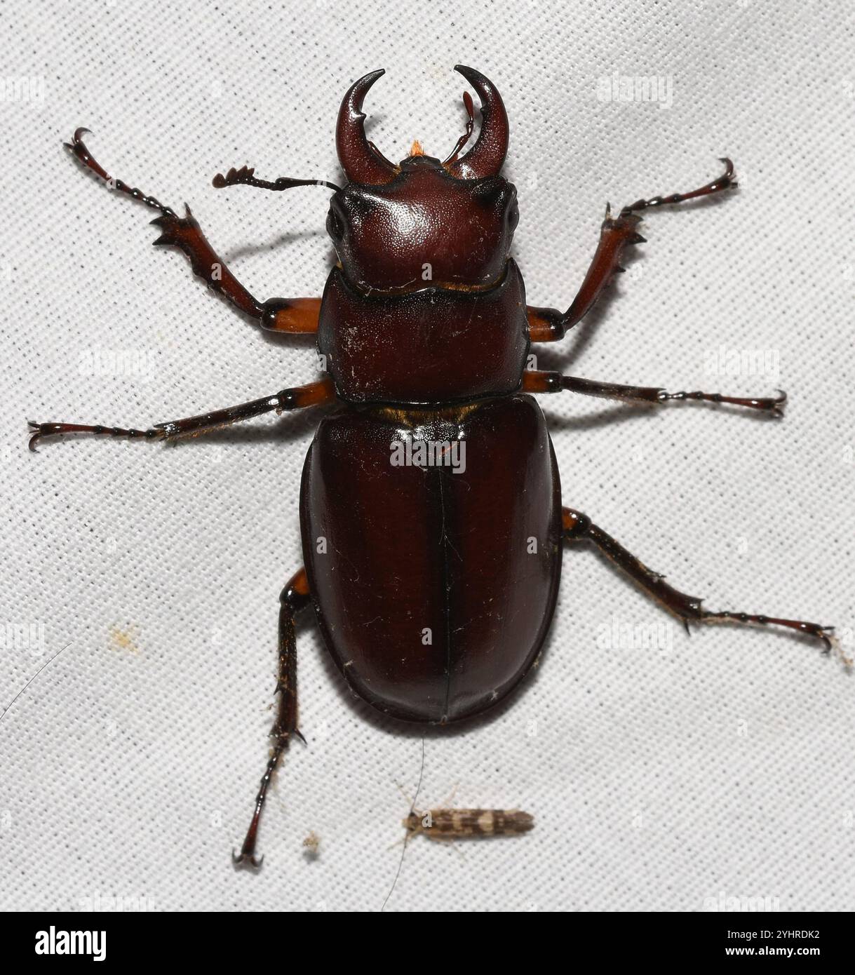 Reddish brown stag beetle hi-res stock photography and images - Alamy