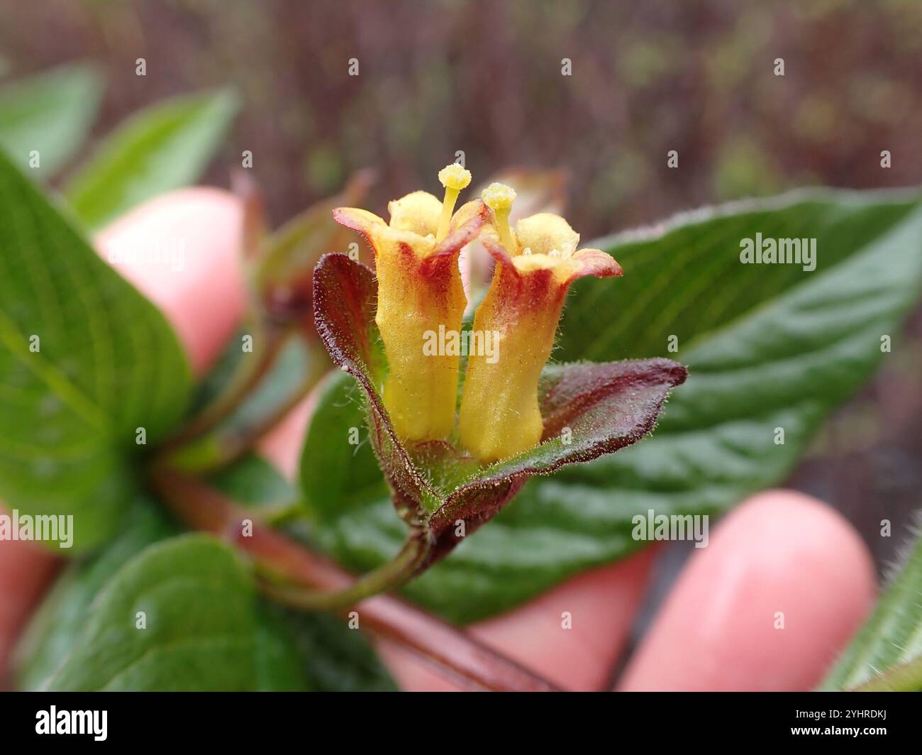 twinberry honeysuckle (Lonicera involucrata Stock Photo - Alamy