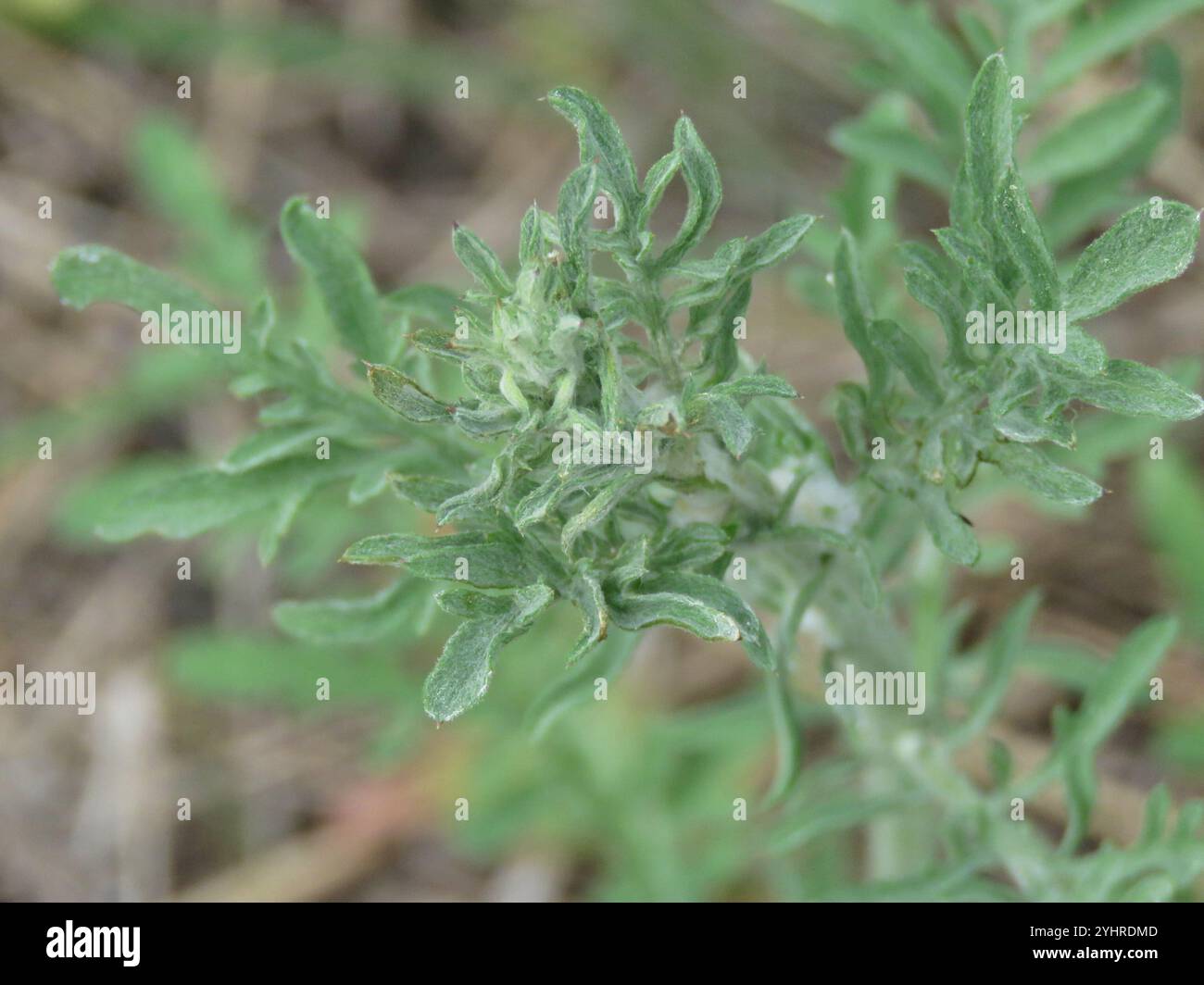 diffuse knapweed (Centaurea diffusa Stock Photo - Alamy