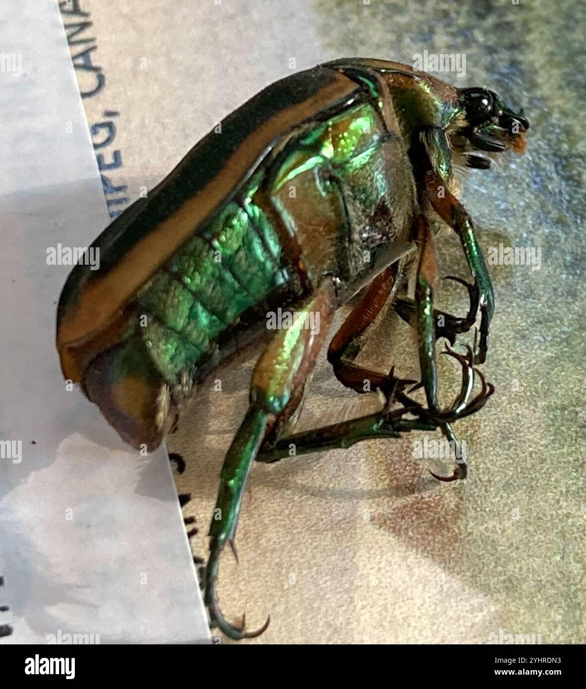 Common Green June Beetle (Cotinis nitida Stock Photo - Alamy