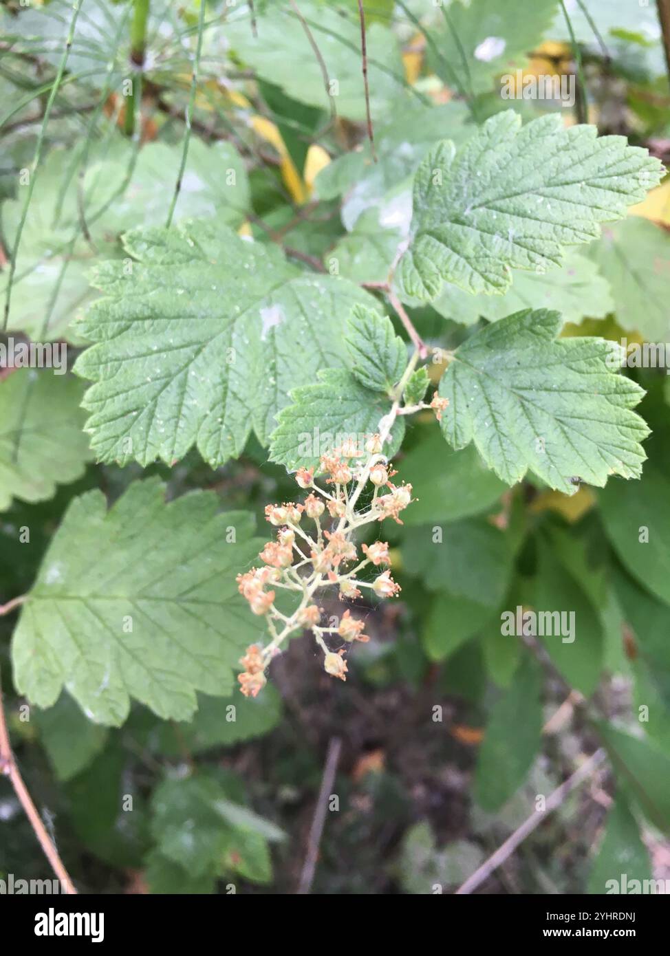 Ocean spray (Holodiscus discolor Stock Photo - Alamy